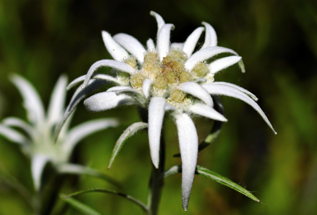 Flowers of the World: 33 Countries and Their National Flowers - Flowers ...