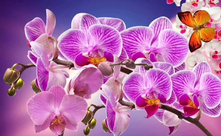 Flowers of the World: 33 Countries and Their National Flowers - Flowers ...