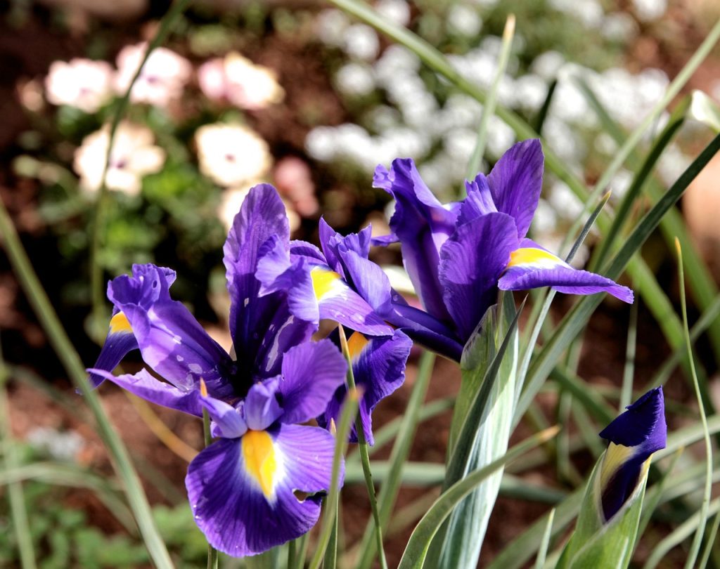 Flowers of the World: 33 Countries and Their National Flowers - Flowers ...