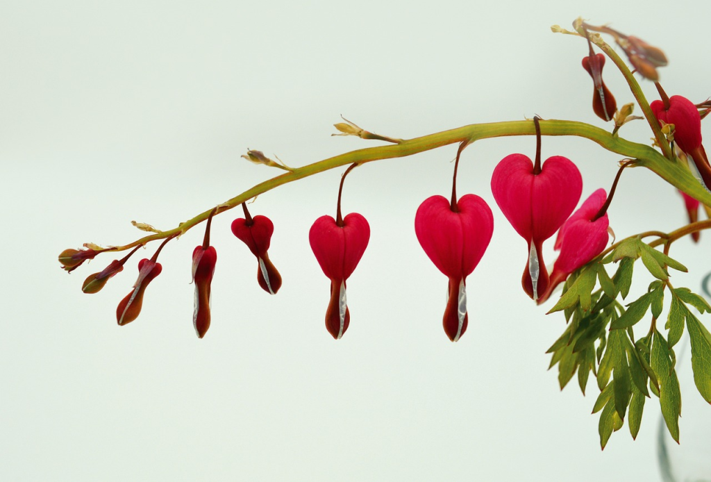 50 Most Beautiful Red Flowers from Around the World - Flowers Across ...