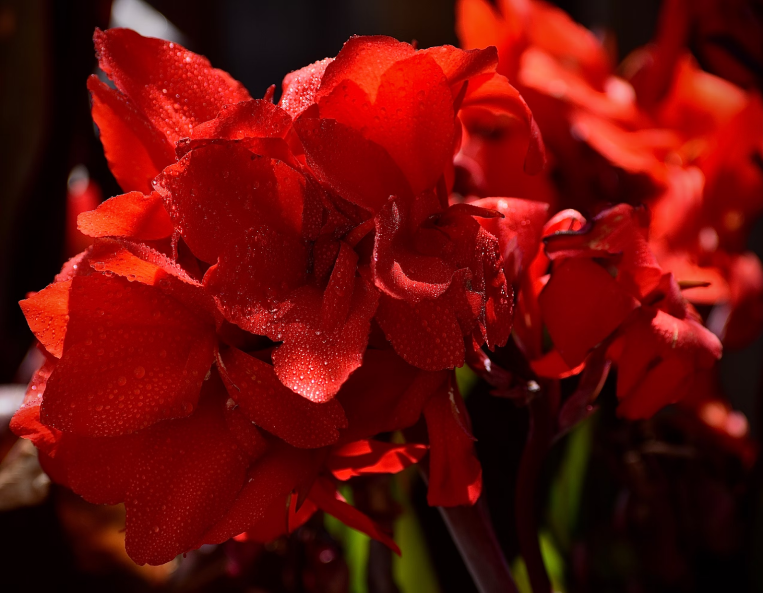 50 Most Beautiful Red Flowers from Around the World - Flowers Across ...