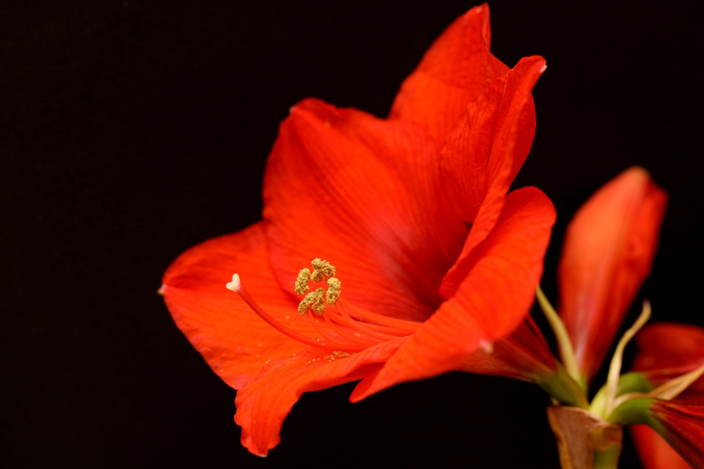50 Most Beautiful Red Flowers from Around the World - Flowers Across ...